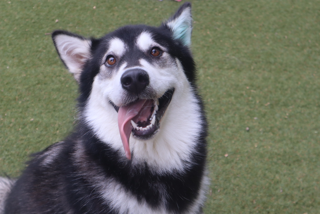 Tink - Large Female Alaskan Malamute Mix Dog in VIC - PetRescue