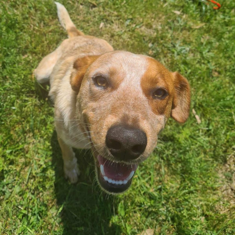 Sunny - Medium Female Red Heeler Mix Dog in VIC - PetRescue