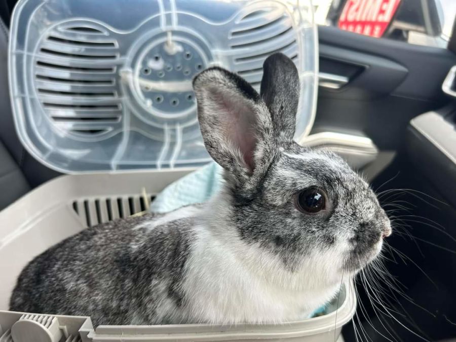 Bloom - Female Mix Rabbit in VIC - PetRescue
