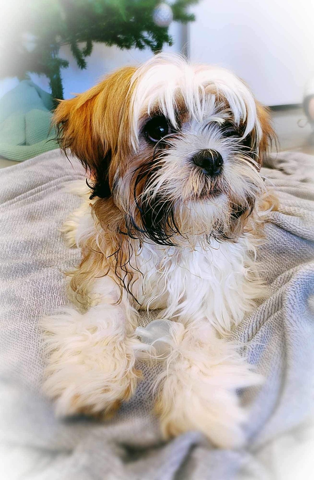 Shane - Small Male Shih Tzu Mix Dog in QLD - PetRescue