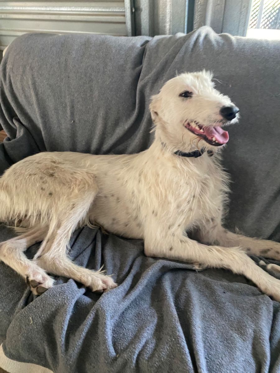 TJ - Large Male Staghound Dog in VIC - PetRescue