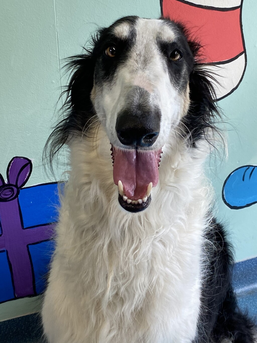 Piccolo - Large Male Borzoi Mix Dog in QLD - PetRescue