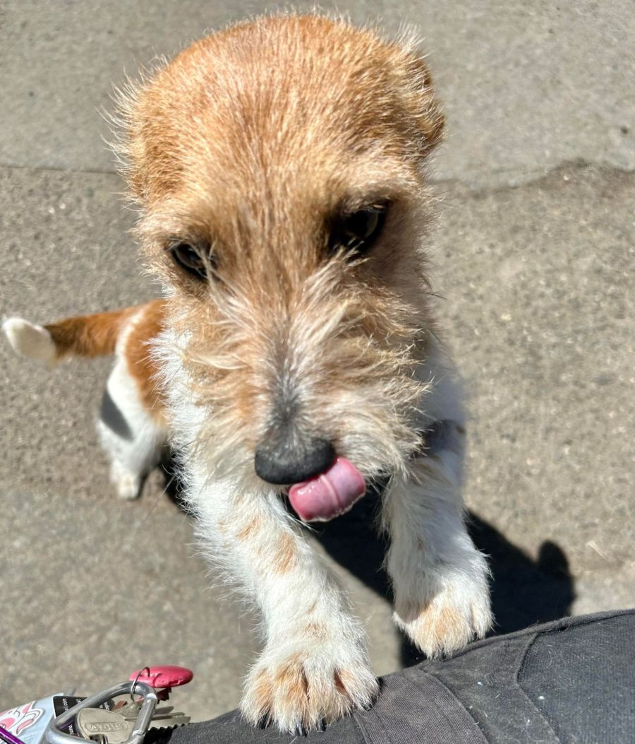 Smithers - Small Male Fox Terrier Mix Dog in VIC - PetRescue