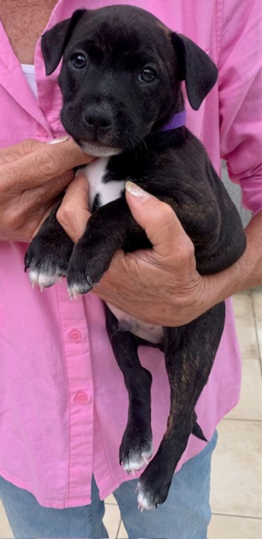 Otto - Medium Male Staffy Mix Dog in NSW - PetRescue