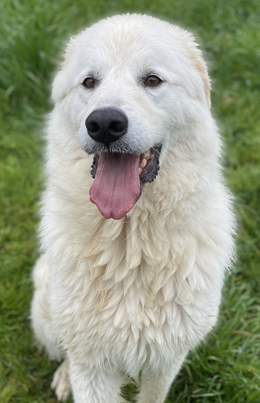 Ollie - Large Male Maremma Sheepdog Mix Dog in VIC - PetRescue