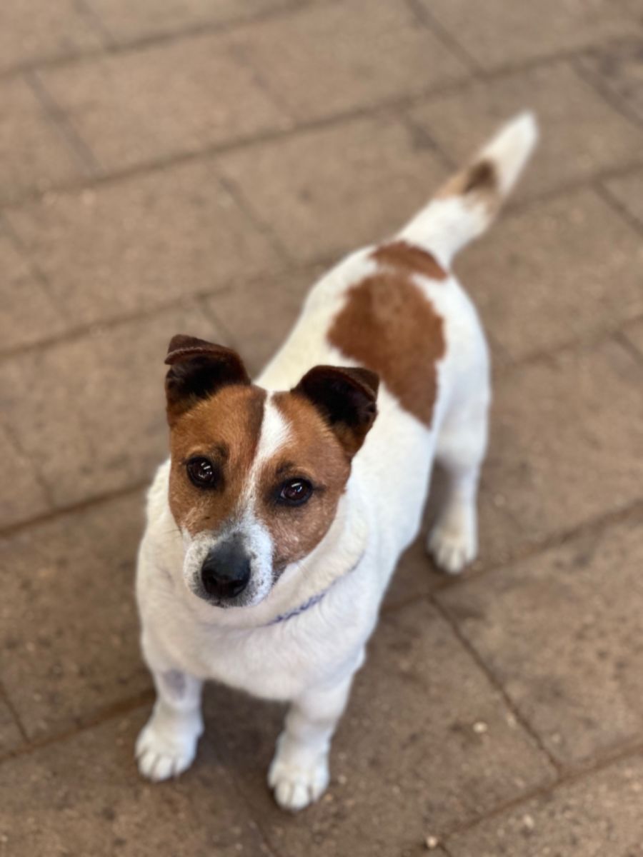 Axel - Small Male Jack Russell Terrier Dog in VIC - PetRescue
