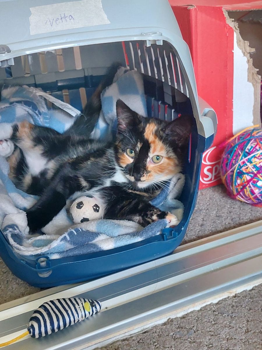 Rolla - Female Domestic Short Hair Cat in VIC - PetRescue