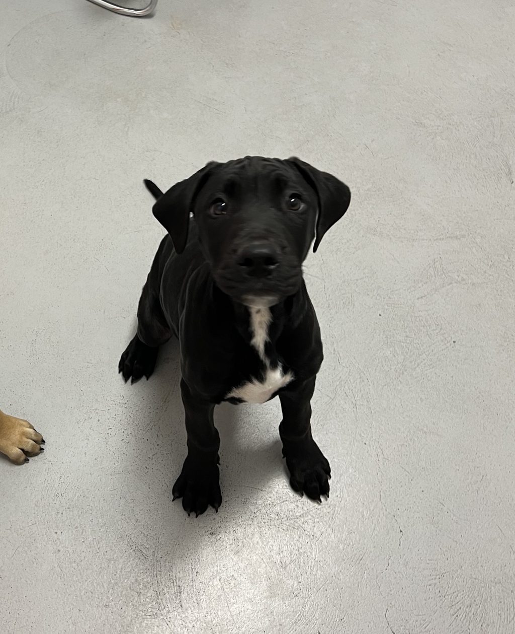 Otter - Large Male Great Dane x Labrador Mix Dog in VIC - PetRescue