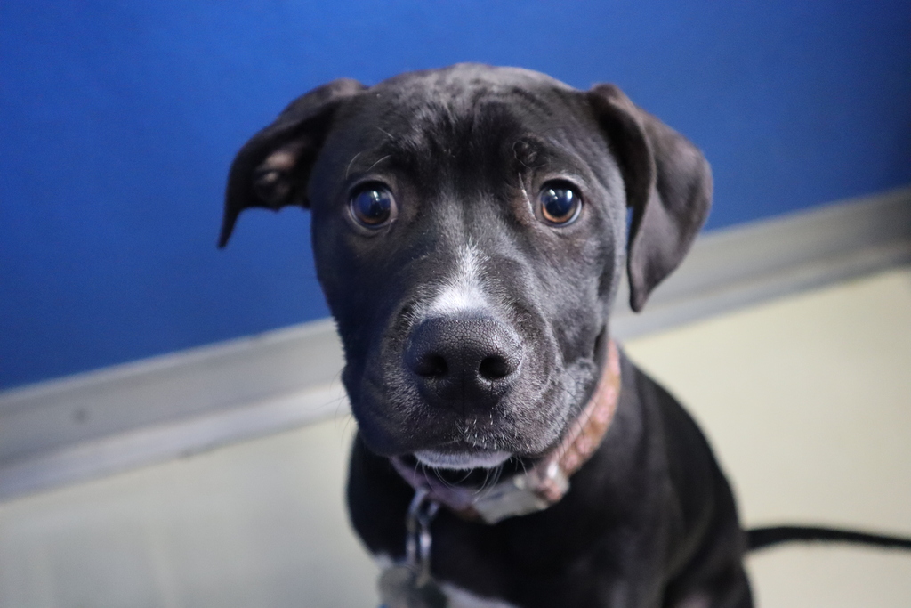 Lulu - Small Female American Staffy Mix Dog in VIC - PetRescue
