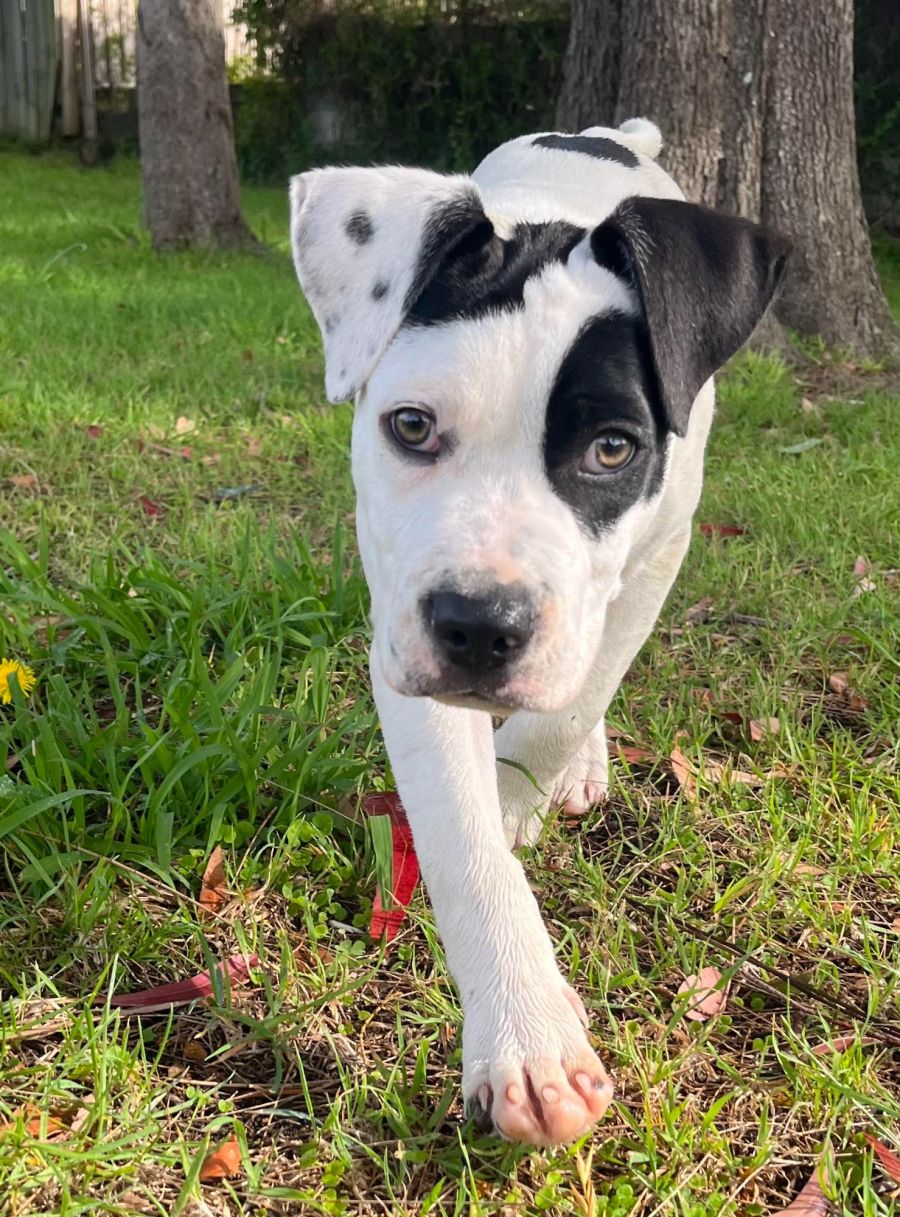 Corky - Large Male Mixed Breed Dog in NSW - PetRescue