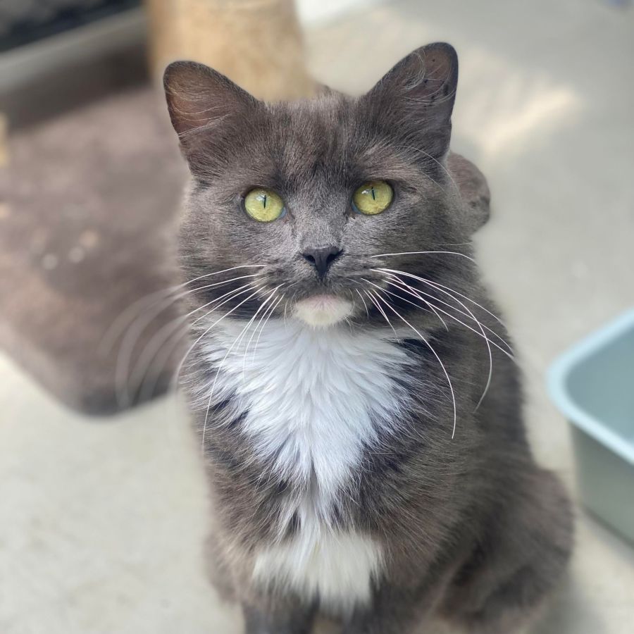 Helen - Female Manx Cat in VIC - PetRescue