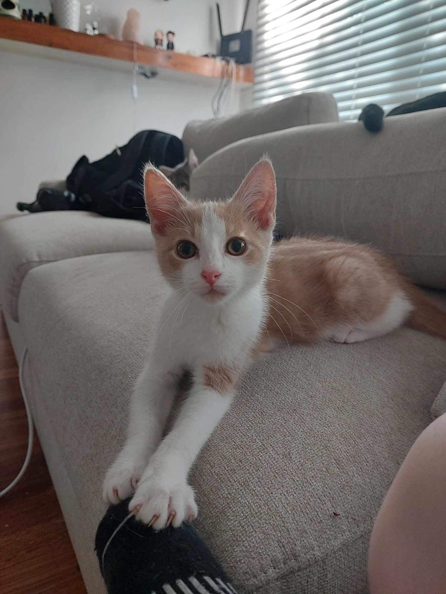 Zeb - Male Domestic Short Hair Cat in VIC - PetRescue