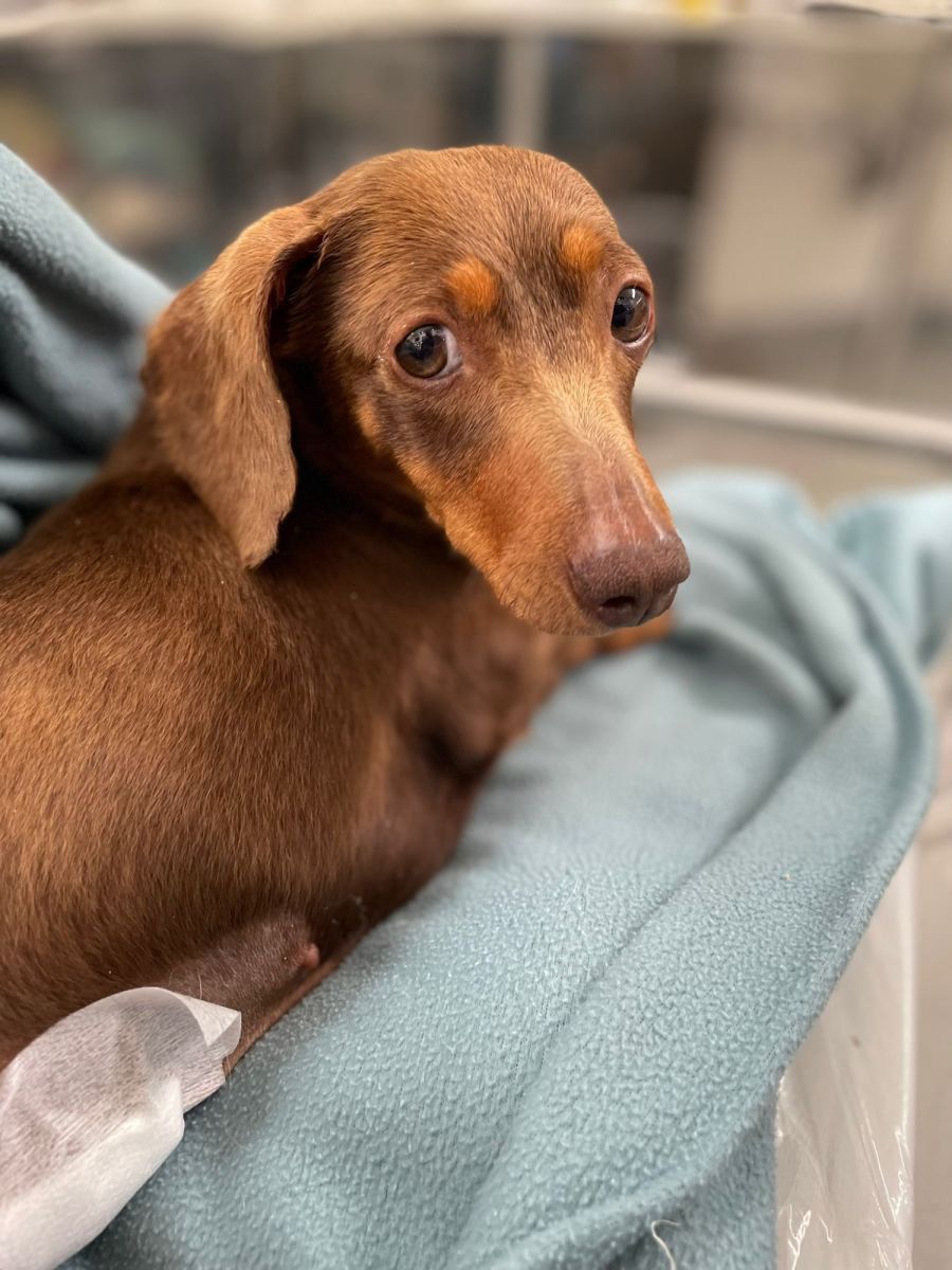 Dixie - Small Female Dachshund Dog in NSW - PetRescue