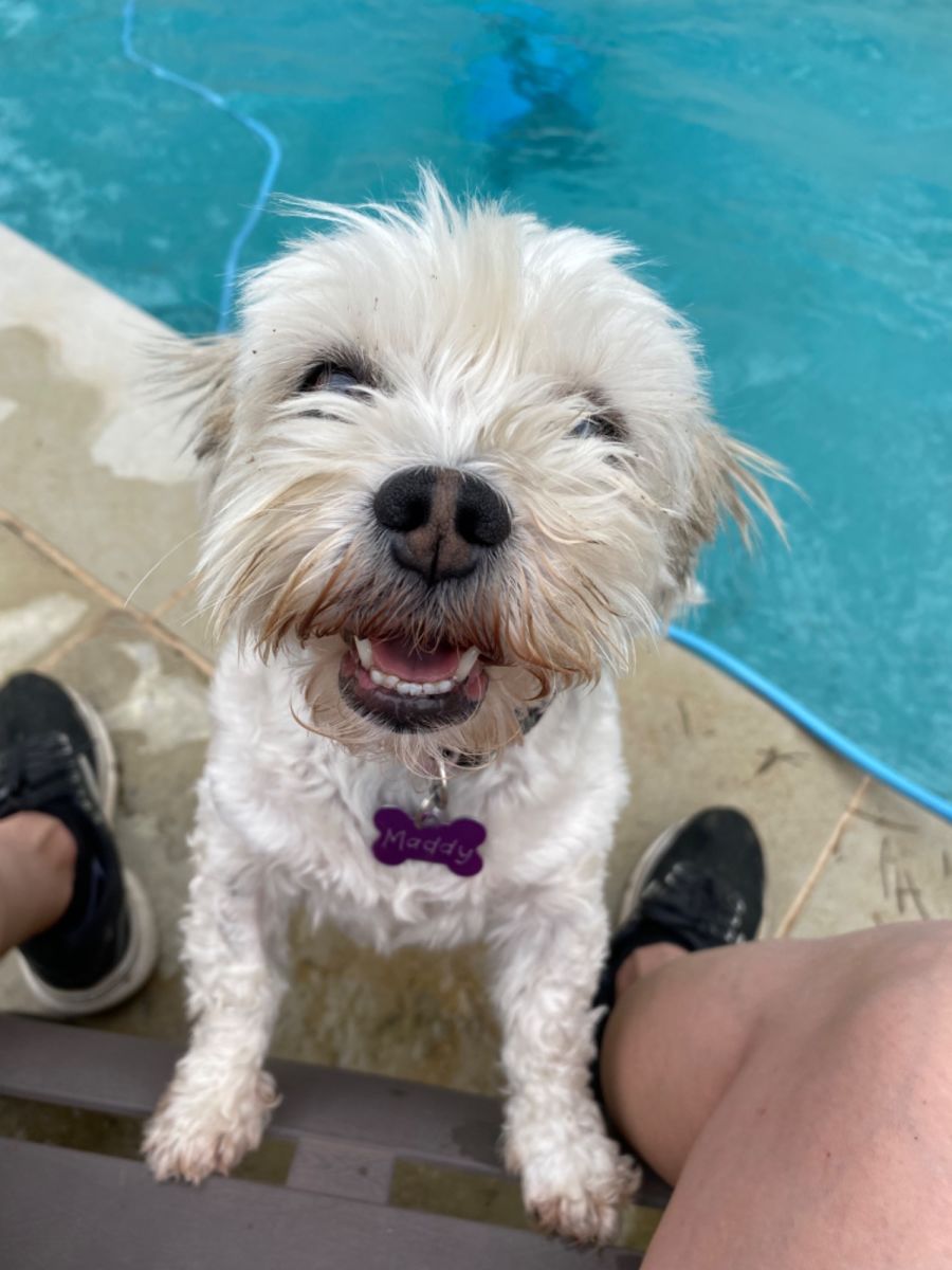 Maddie - Small Female Maltese x Shih Tzu Mix Dog in VIC - PetRescue