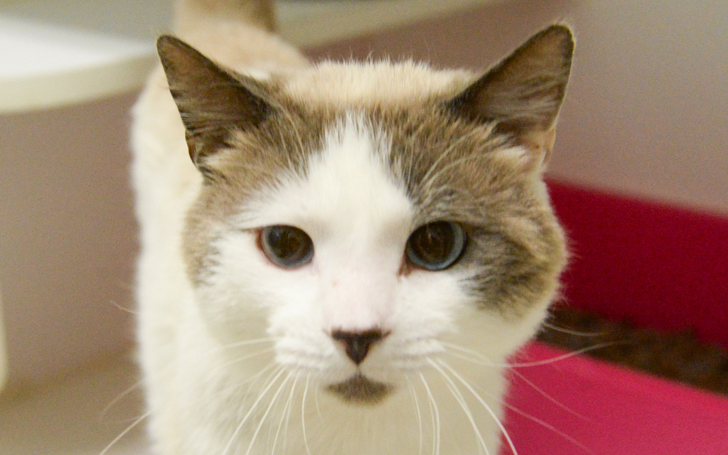 Barnaby - Male Domestic Short Hair Mix Cat in VIC - PetRescue