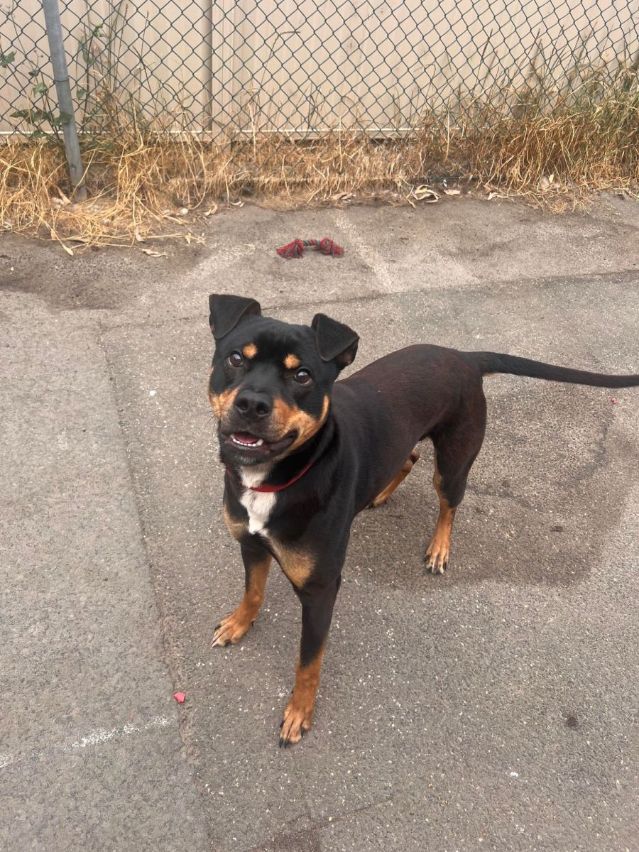 Barry - Large Male Kelpie x Rottweiler Mix Dog in VIC - PetRescue