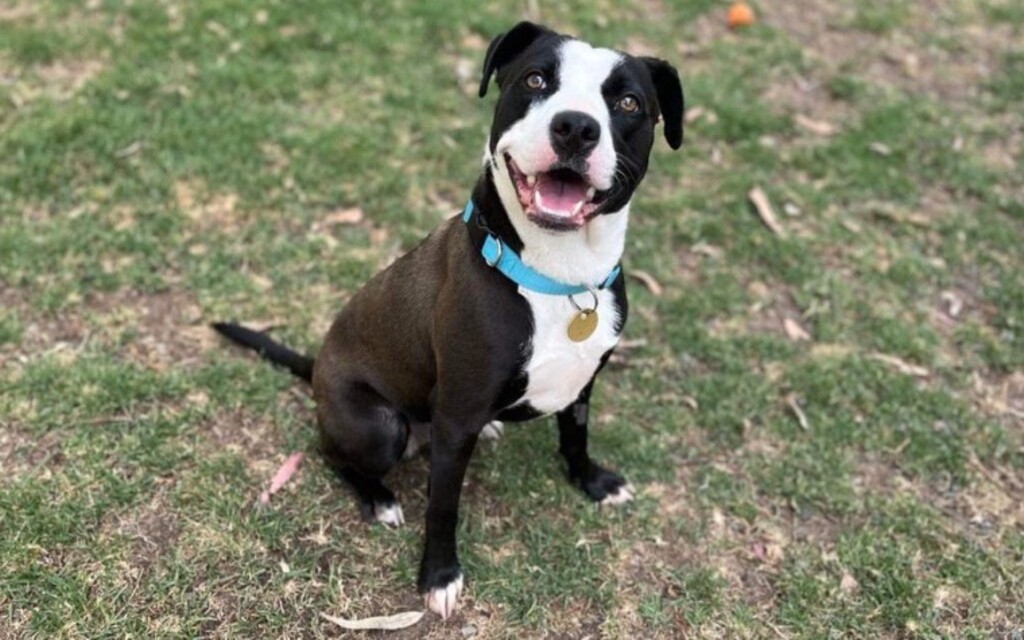Panda - Large Female Border Collie x English Staffy Mix Dog in VIC ...