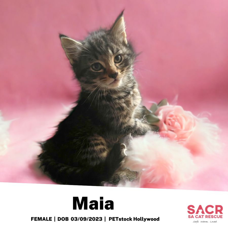 Maia - Female Domestic Short Hair Cat in SA - PetRescue