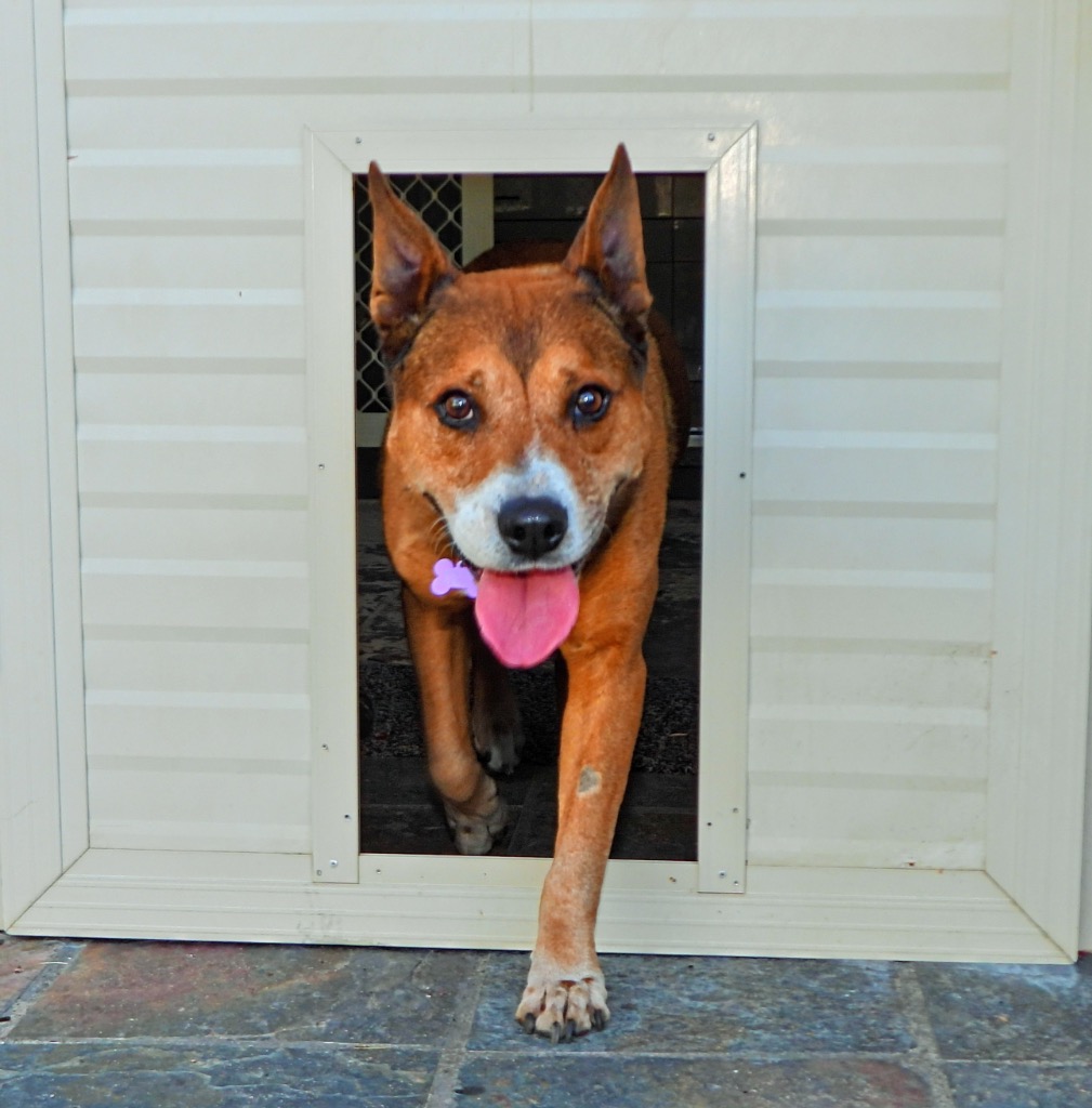 Bitza - Medium Male Mastiff x Mixed Breed Mix Dog in WA - PetRescue
