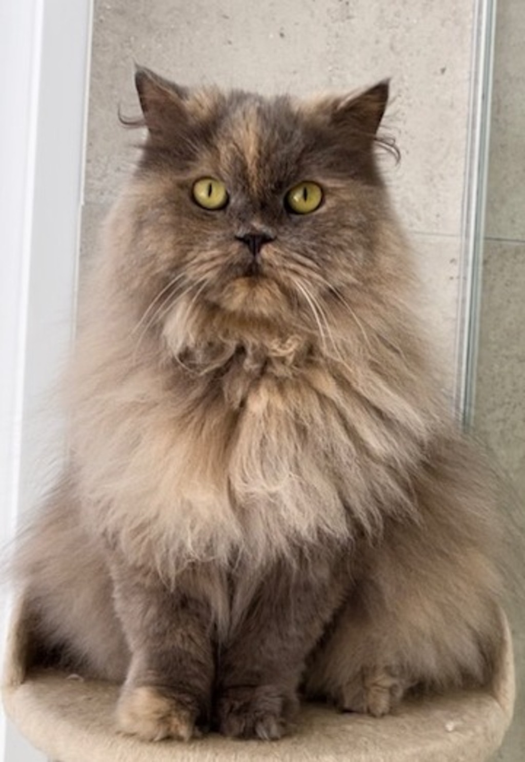Millie - Female Persian Mix Cat in QLD - PetRescue