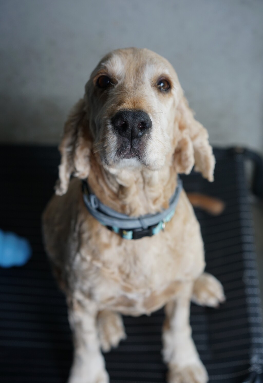 Buddy - Medium Male English Cocker Spaniel Mix Dog in QLD - PetRescue