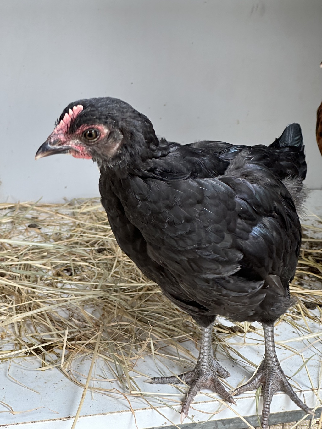 Penny - Female Bantam Mix Fowl in QLD - PetRescue