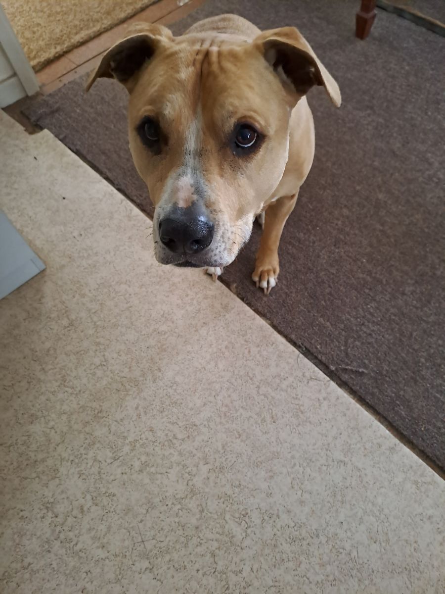 Cooper - Large Female American Staffordshire Bull Terrier Dog in NSW ...