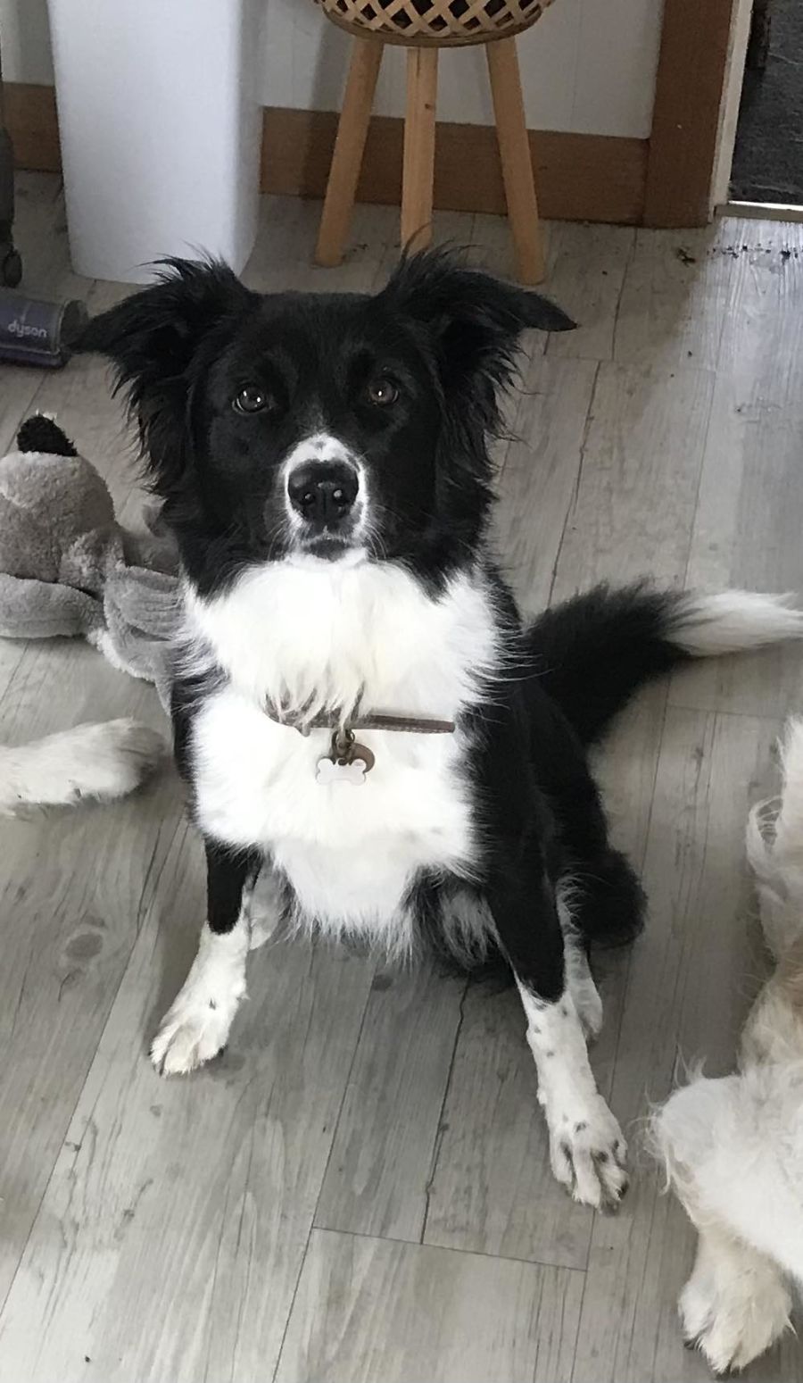 Jesse - Medium Female Border Collie Dog in NSW - PetRescue