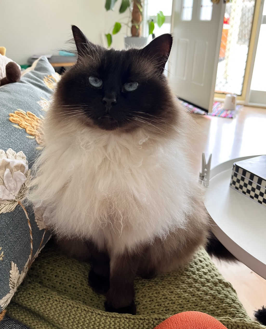Coco (was Maggie) - Female Ragdoll Cat in VIC - PetRescue