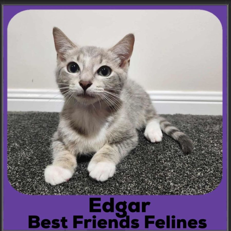 Edgar - Male Domestic Short Hair Cat in QLD - PetRescue