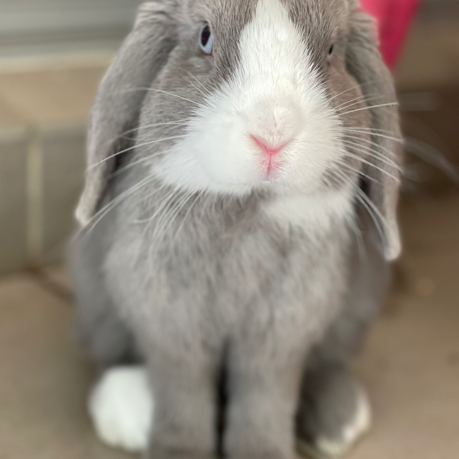 Fuzzy - Male Mini Lop Rabbit in NSW - PetRescue