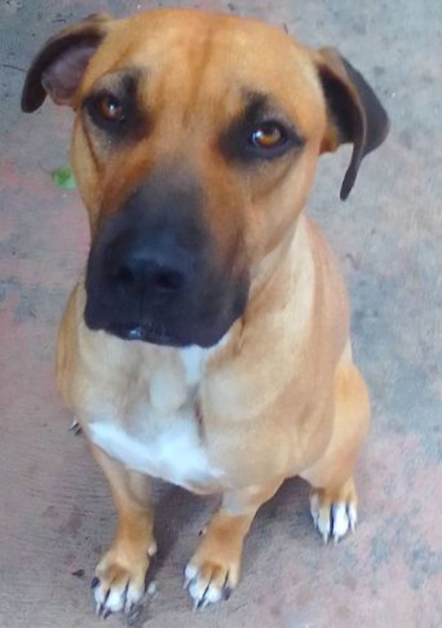 Molly - Medium Female American Staffordshire Bull Terrier x Rhodesian ...