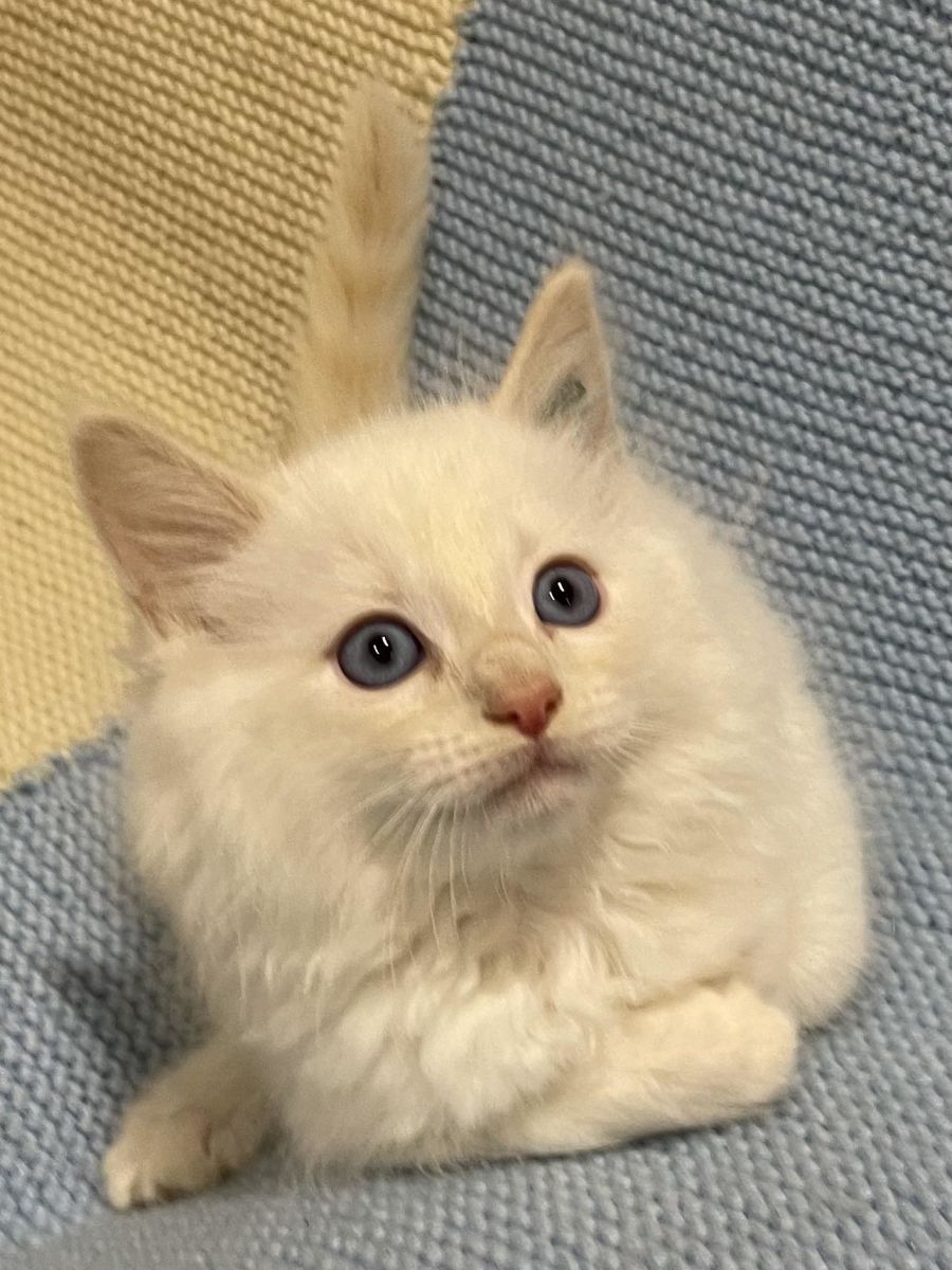 Ragdoll Cross - Apricot Points - Male Ragdoll Mix Cat in VIC - PetRescue