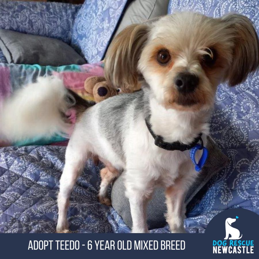Teedo - 6 Year Old Mixed Breed - Small Male Mixed Breed Dog in NSW ...
