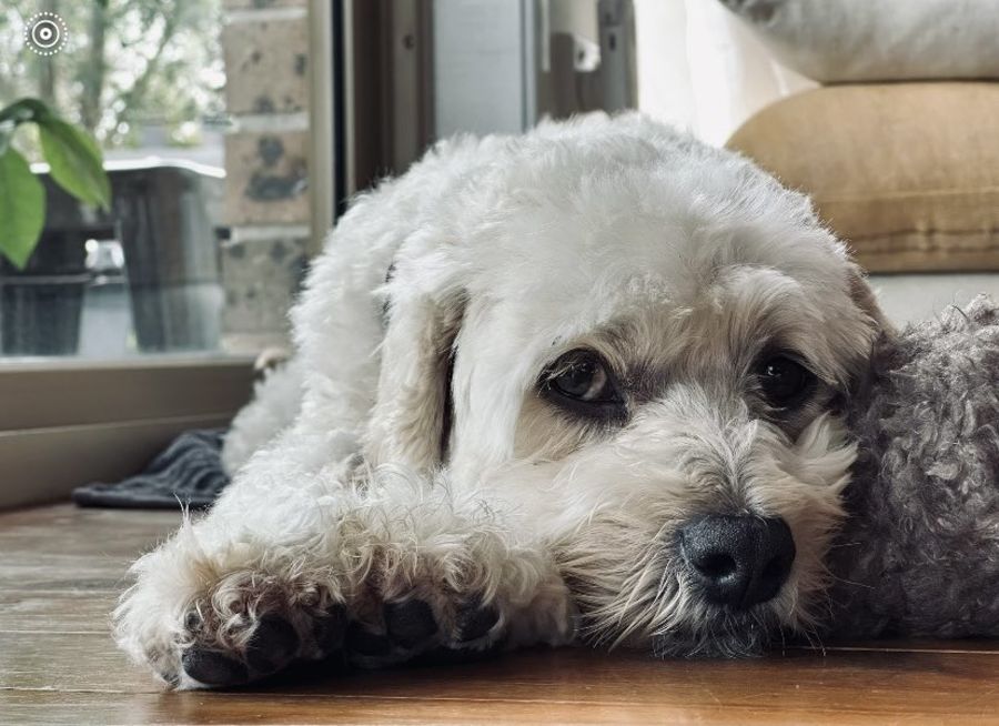 Pumba - Small Male Poodle Mix Dog in NSW - PetRescue