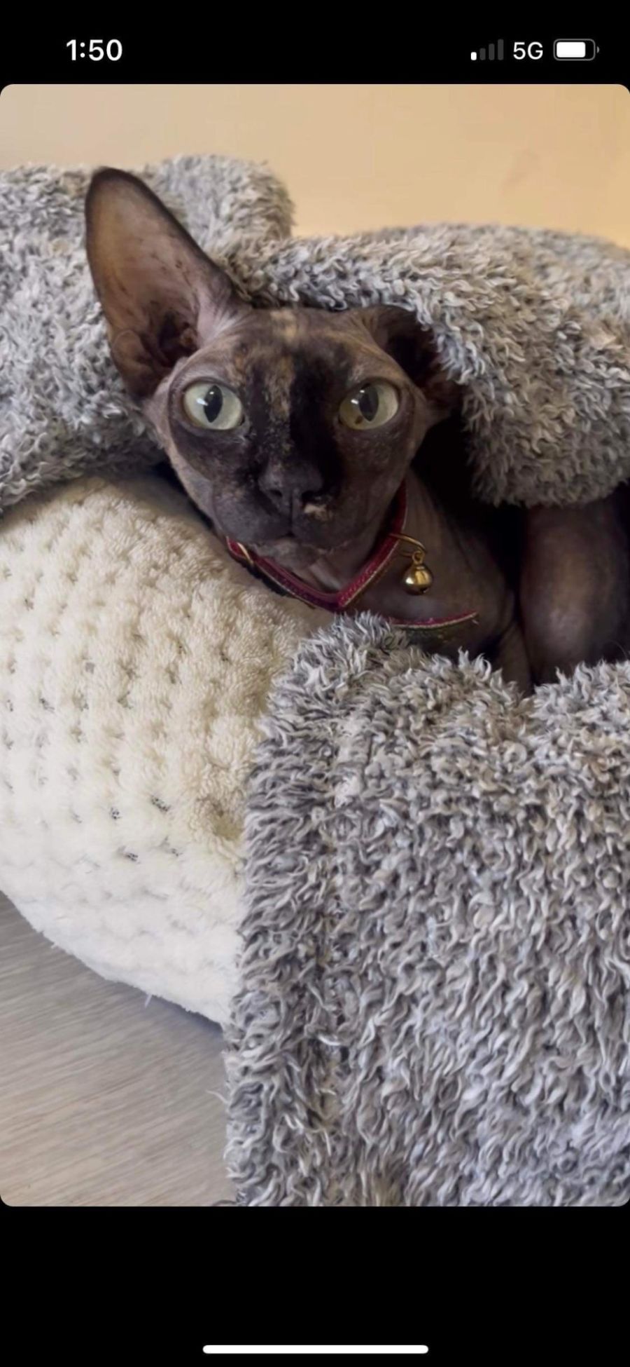 Goose 🐞 - Female Sphynx Cat in NSW - PetRescue