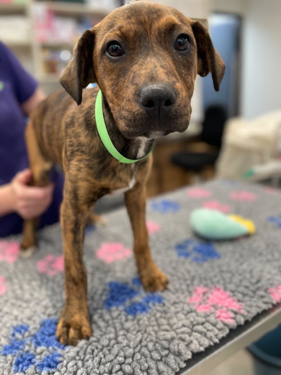 Lassie - Medium Female Mixed Breed Mix Dog in NSW - PetRescue