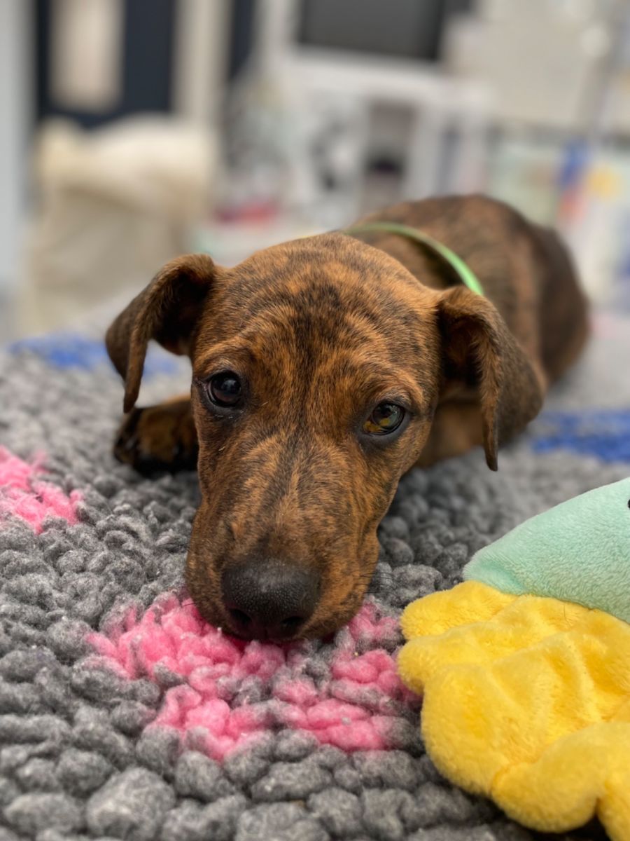 Toto - Medium Female Mixed Breed Mix Dog in NSW - PetRescue