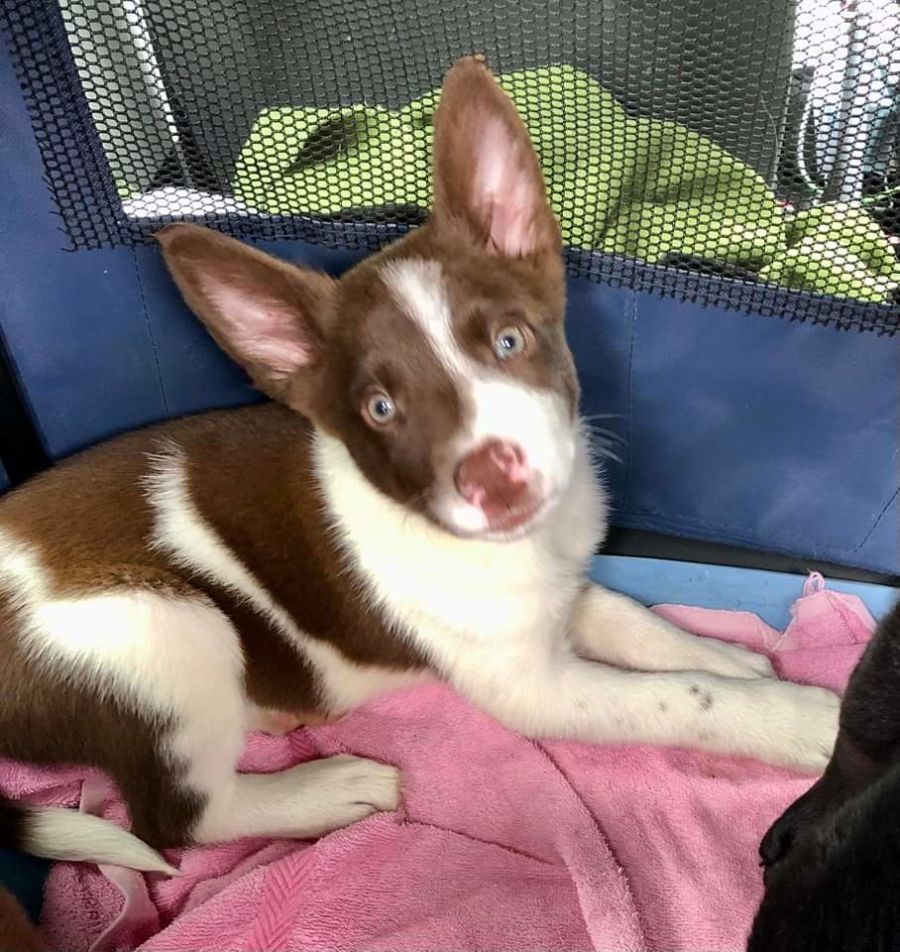 Freddy - Medium Male Border Collie x Kelpie Mix Dog in NSW - PetRescue