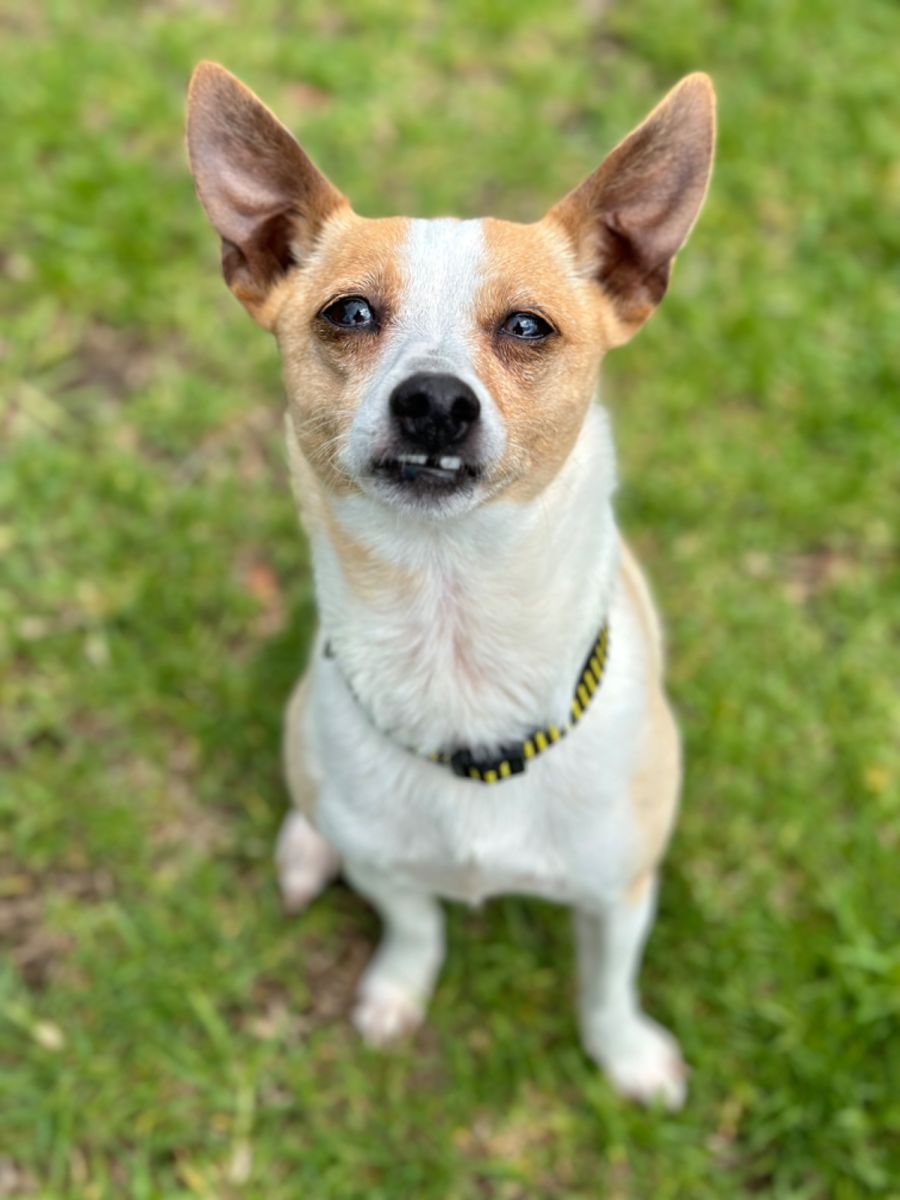 Doug - Small Male Miniature Fox Terrier Dog in NSW - PetRescue
