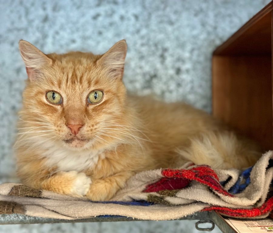 Nightingale - Male Domestic Medium Hair Cat in NSW - PetRescue
