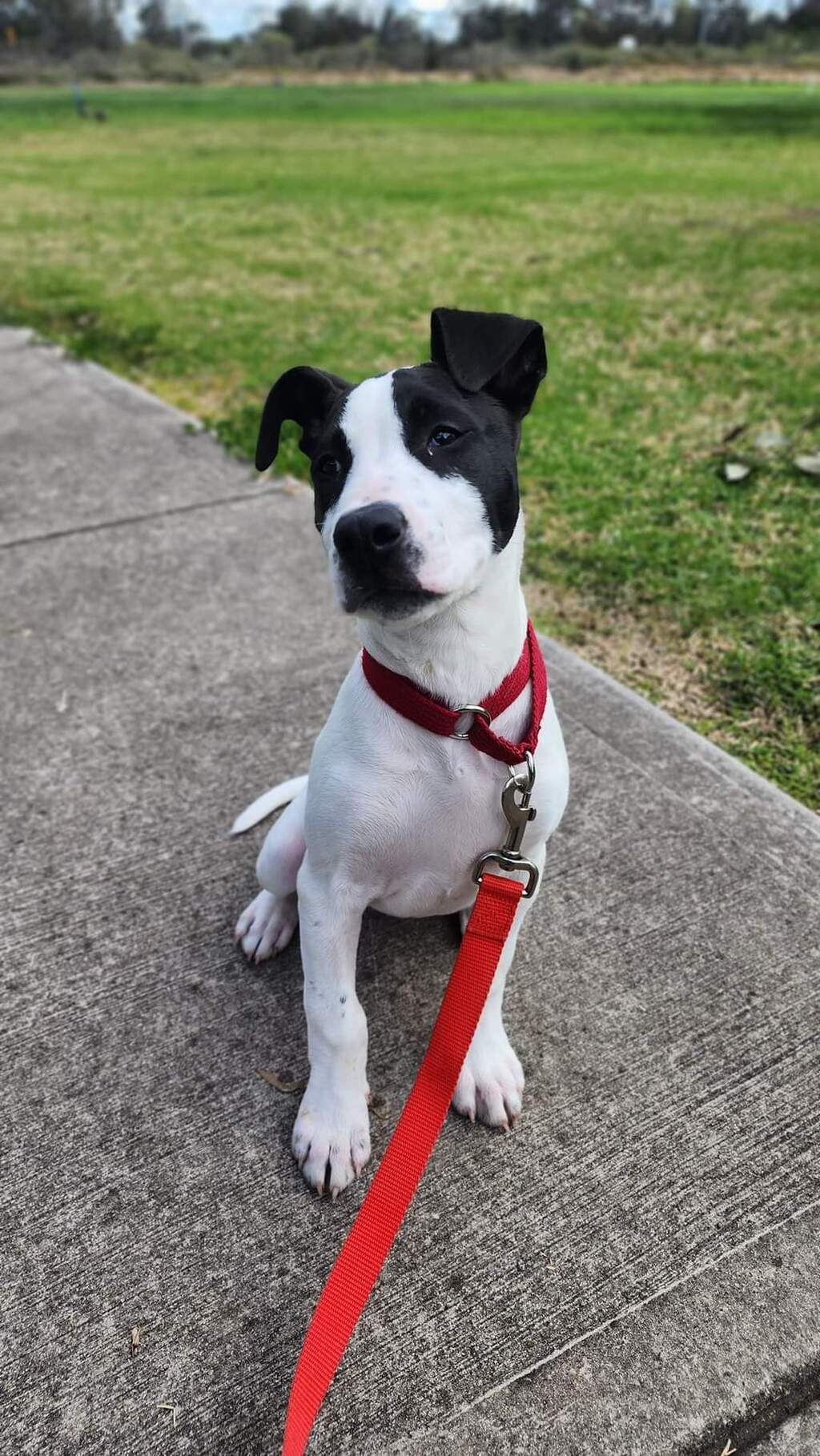 Rupee - Large Female Bull Arab x Staffordshire Terrier Mix Dog in NSW ...