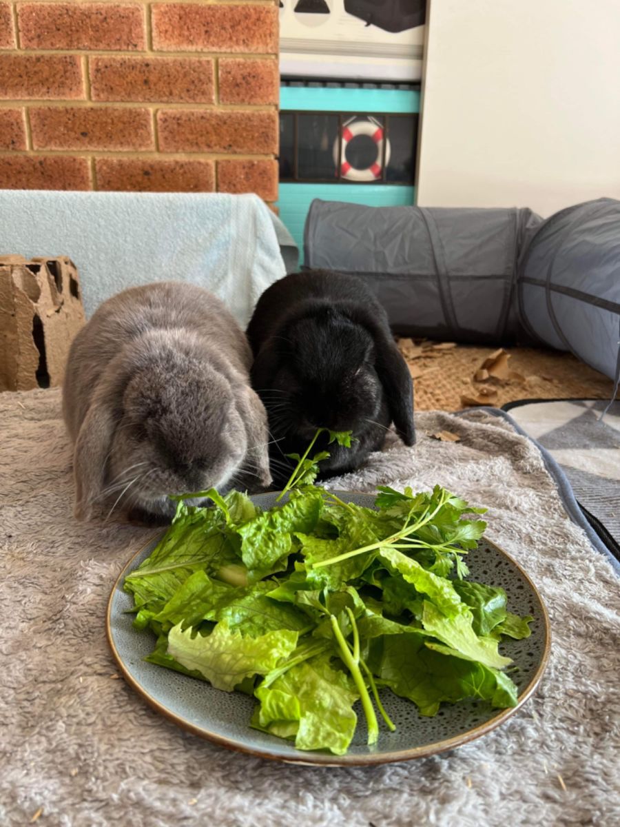 Nova and Chai - Female Lop Eared Rabbit in WA - PetRescue
