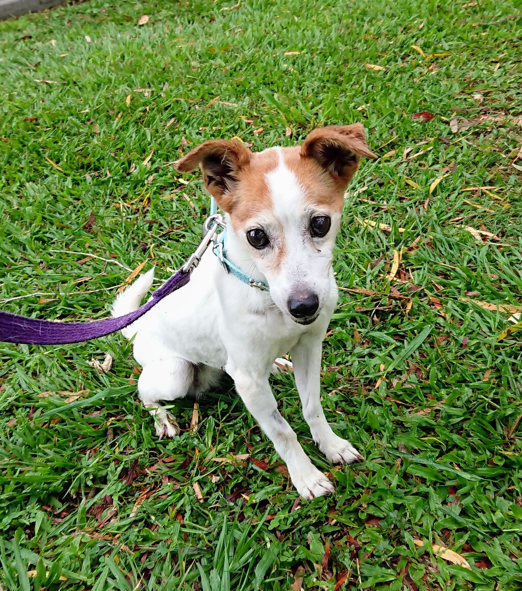 Chelsea - Small Female Chihuahua x Jack Russell Terrier Mix Dog in QLD ...