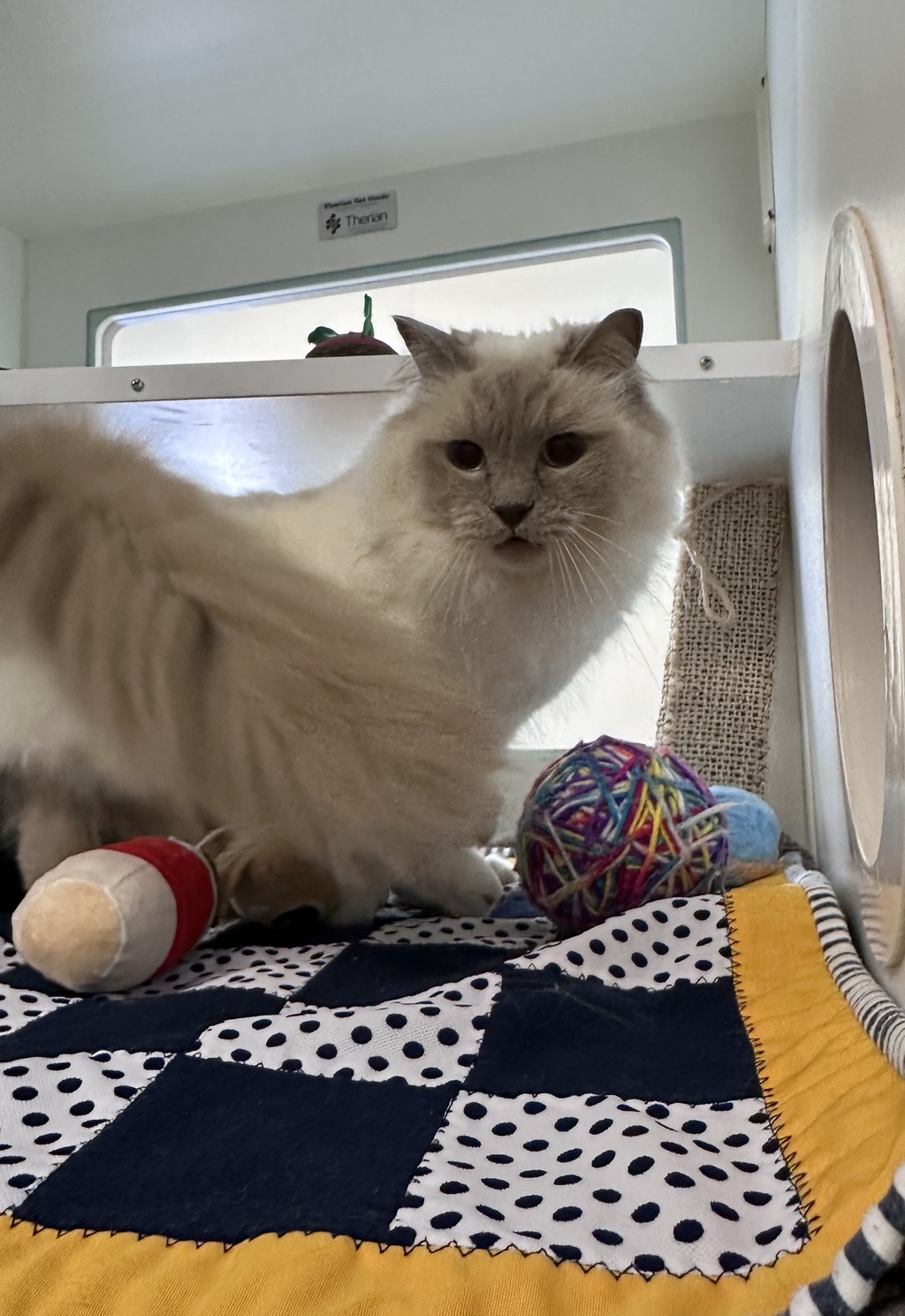 Kat - Female Ragdoll Mix Cat in WA - PetRescue