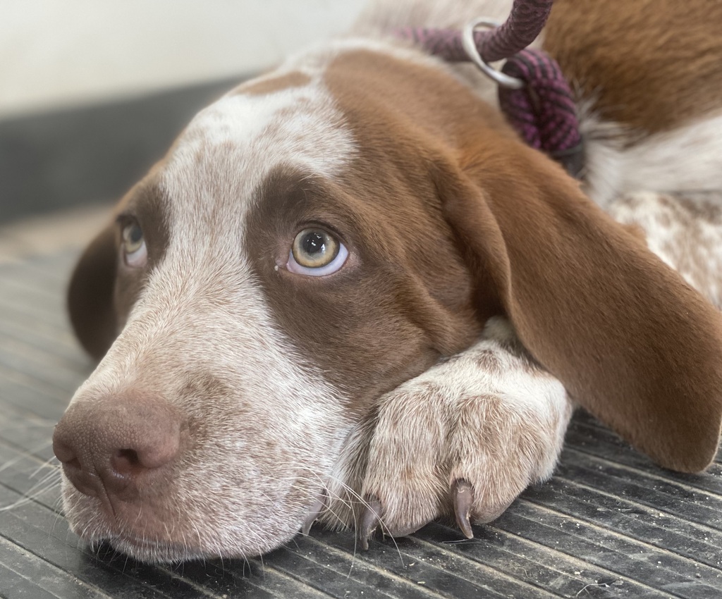 Raphael - Medium Male Dalmatian x Pointer Mix Dog in VIC - PetRescue