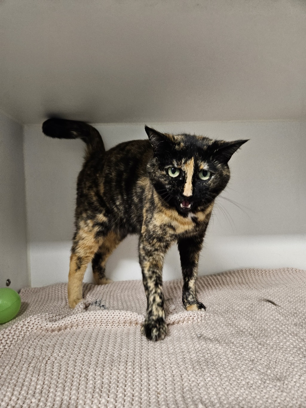 Mavis - Female Domestic Short Hair Mix Cat in VIC - PetRescue