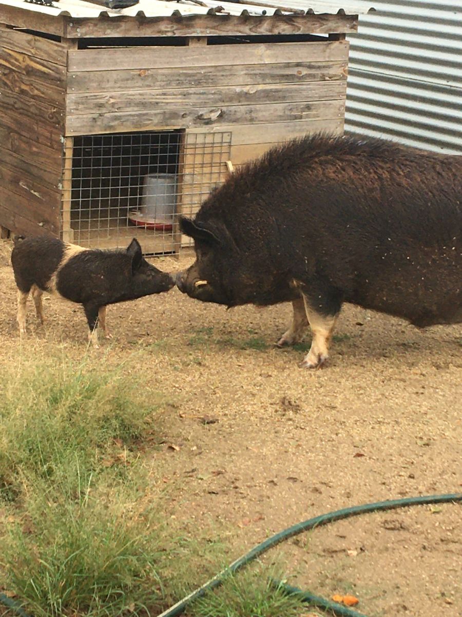 Sarge and Missy - Male Pig in QLD - PetRescue