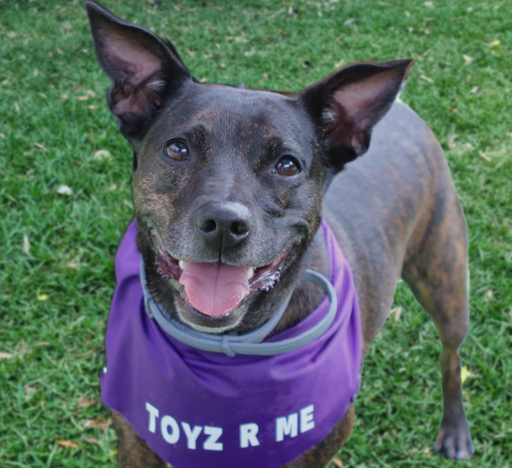Roxy - Medium Female Kelpie x American Staffordshire Bull Terrier Mix ...