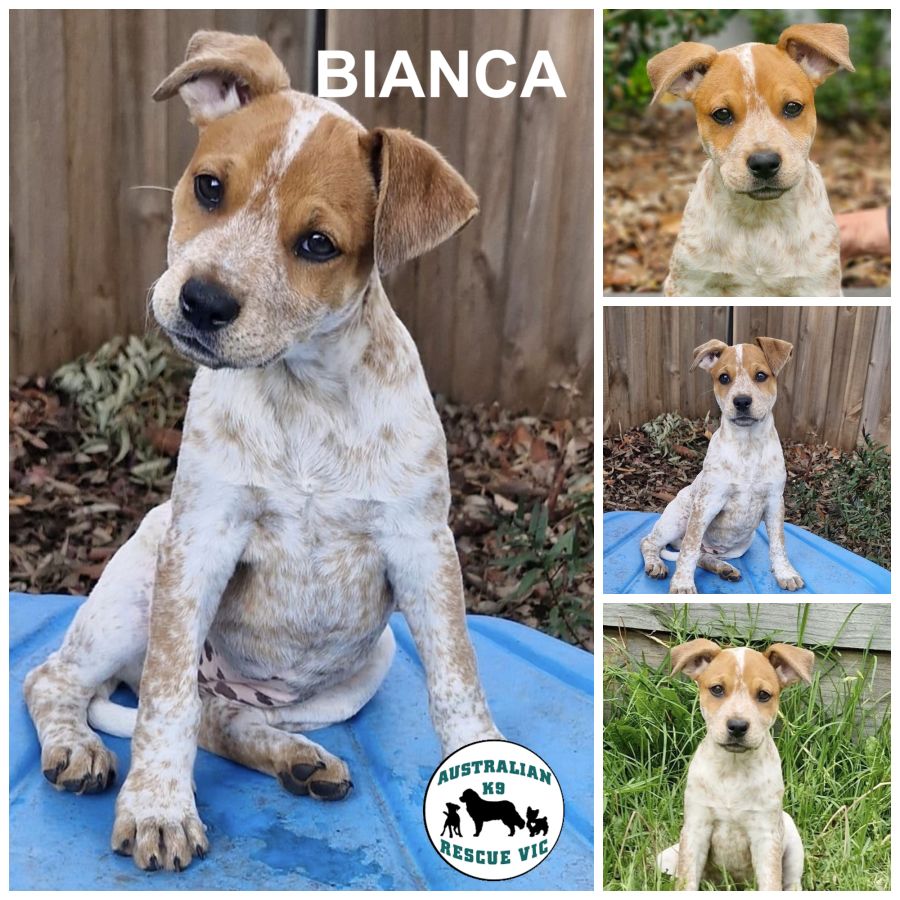 Bianca - Medium Female Australian Cattle Dog Mix Dog in VIC - PetRescue